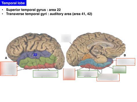 圖表·temporal Lobe Quizlet