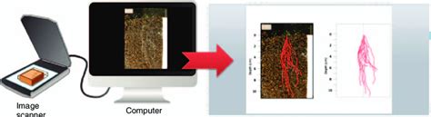 Diagram Of The Experimental Set Up For Viewing The Root System
