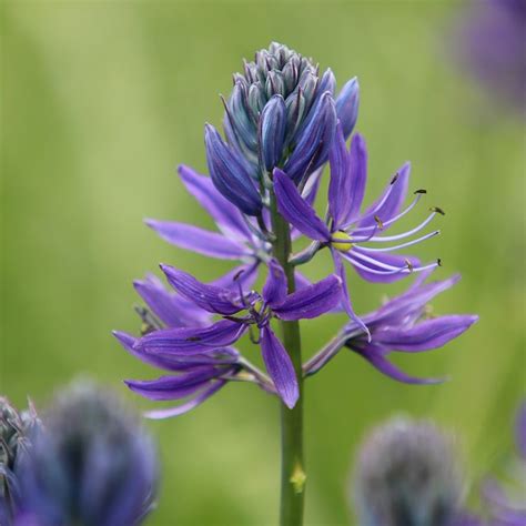 Buy Camassia Bulbs Camassia Quamash