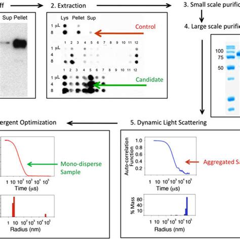 Solubilization Of Membrane Proteins A And B Sds Page Of E