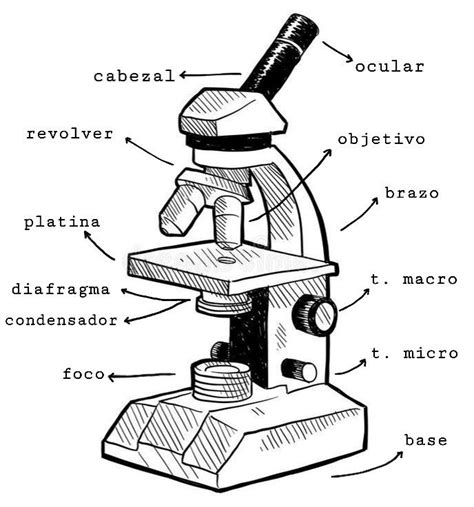Partes De Un Microscopio Fotos De Microscopio Imagenes De Microscopio Dibujos De Biologia