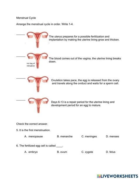 Menstrual Cycle Printable