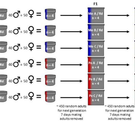 Design Of The Invasion And Introgression Assay Ten Males From