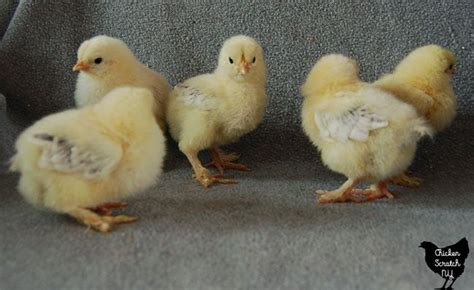 How To Identify Chick Breeds Artofit