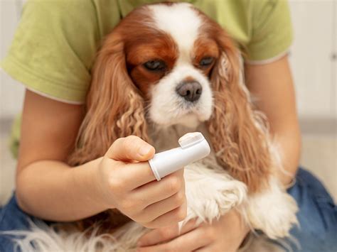 How Often To Clean Your Cocker Spaniels Teeth For Optimal Oral Health