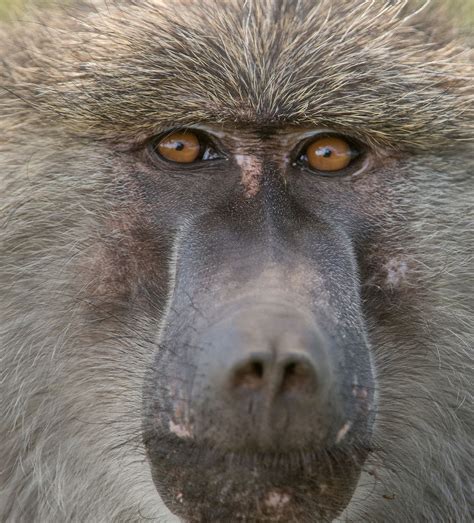 Baboon Closeup Betty Sederquist Photography