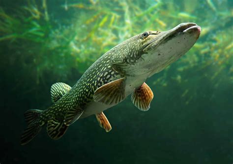 Pike Fish Animal Facts Esocidae A Z Animals