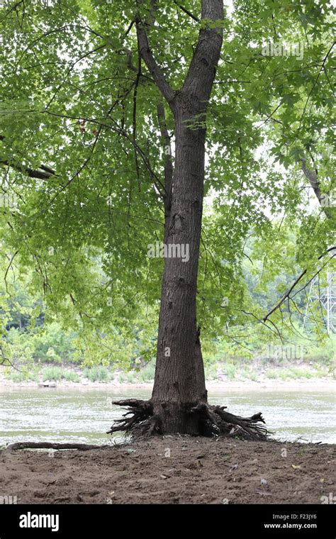Exposed Tree Roots River Bank Hi Res Stock Photography And Images Alamy