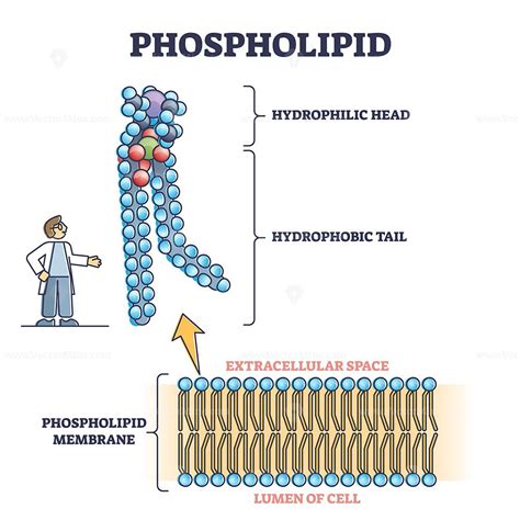 Lipid Structure Explanation Lipid Structure Diagram
