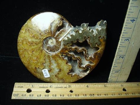 Ammonite With Suture Patterns 021424c The Stones And Bones Collection