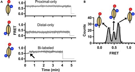 Example Single Molecule Fret Data Of Surface Tethered Doubly Labeled Download Scientific