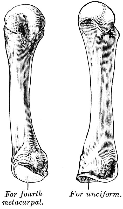 Metacarpal Clipart Etc