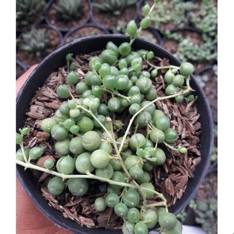Jual Sukulen String Of Pearl Tasbih Shopee Indonesia