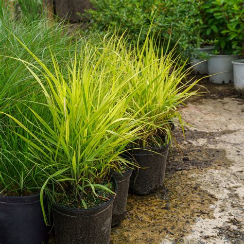 Plant Of The Week Shenandoah Switchgrass Plant Detectives