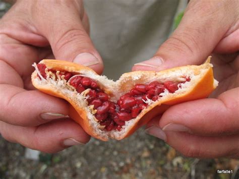 10 Best Sexual Fruits Images On Pinterest Fruit Mother Nature And 30 Years