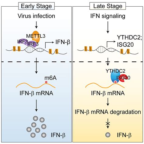 Enzymolysis Based Rna Pull Down Identifies Ythdc2 As An Inhibitor Of