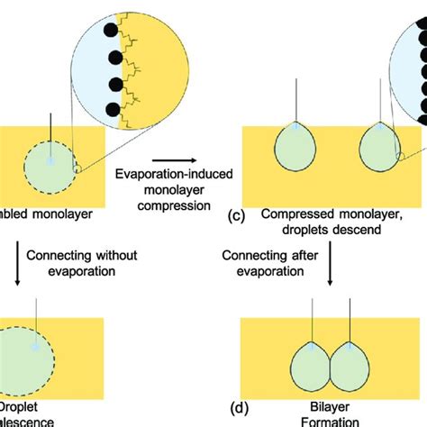 Sketch Showing Organization Of Dphpc A Dopc B And Popc C Download Scientific Diagram