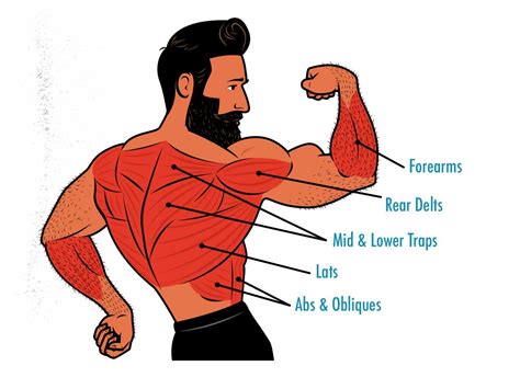 Underhand Pull Up Muscles Worked The 10 Best Pull Up Alternatives