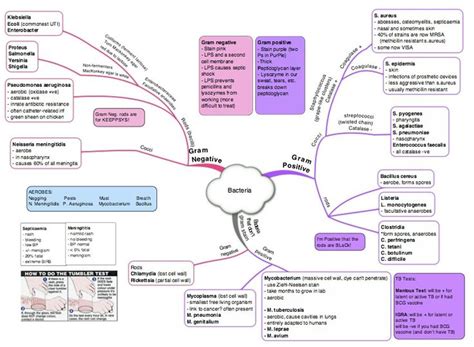 Bacteria Classification Pharmacology Nursing Microbiology Study