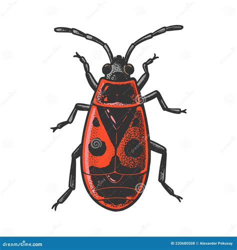 Ilustração Vetorial Do Esboço De Bug Do Besouro De Firebug Ilustração Do Vetor Ilustração De