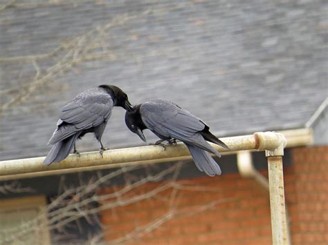 Crows Are More Romantic Birds Than You Think Birds And Blooms