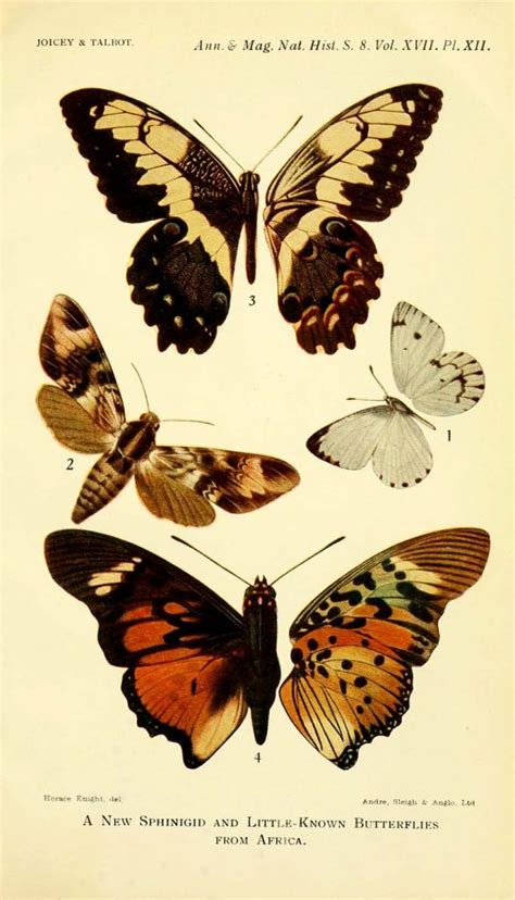 15 Vintage Butterfly Prints And Illustrations A Free Treasure Trove
