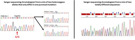 Sanger Sequencing Limitations Sixth Researcher