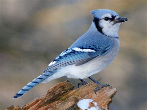 Imagen Mordecai Vida Real Un Show Más Wiki Fandom Powered By