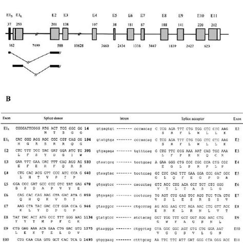Schematic Diagram Of The Genomic Organization A And Exonintron