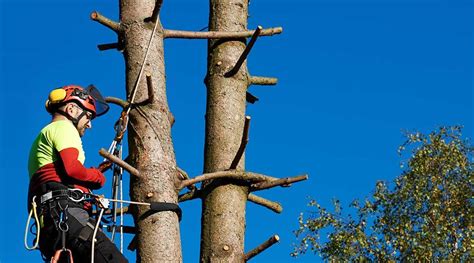 Tree Cabling And Bracing Archives 3 Dads Tree Service