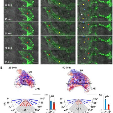 The Quantitative Kinetic Analysis Of Tooth Morphogenesis A