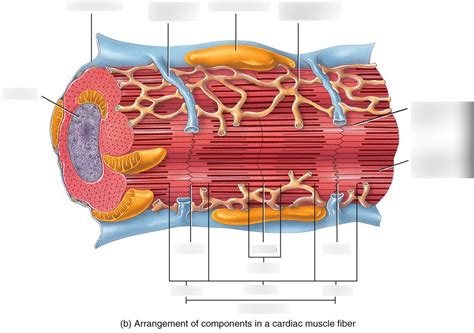 Cardiac Muscle Structure Diagram Muscle The Histology Guide