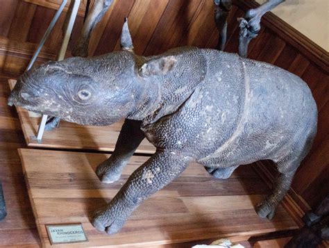 Javan Rhino In Canterbury — Rhino Resource Center