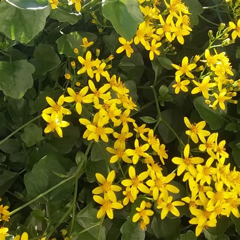 Le Séneçon Anguleux Est Il Invasif