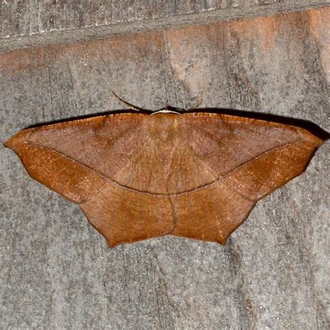 Large Maple Spanworm Prochoerodes Lineola Bugguidenet