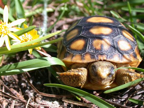 Gopher Tortoise Ecosystem Engineers Naples Botanical Garden