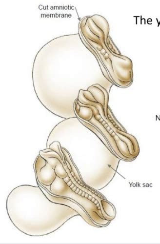 Lecture 23 Embryonic Folding And Development Of Endoderm Derivatives