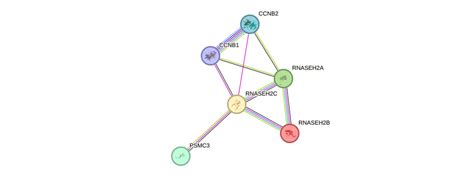Rnaseh2c Gene Genecards Rnh2c Protein Rnh2c Antibody
