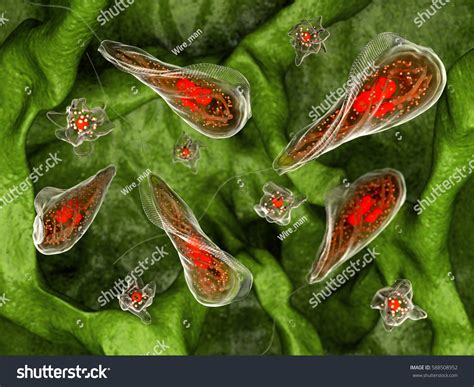 Singlecelled Flagellate Microorganisms Amoeba 3d Image 스톡 일러스트