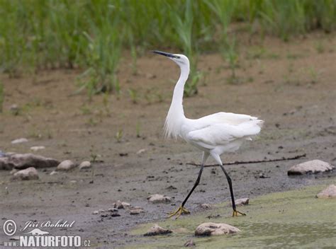 Mala Bela čaplja Фотографије Слике