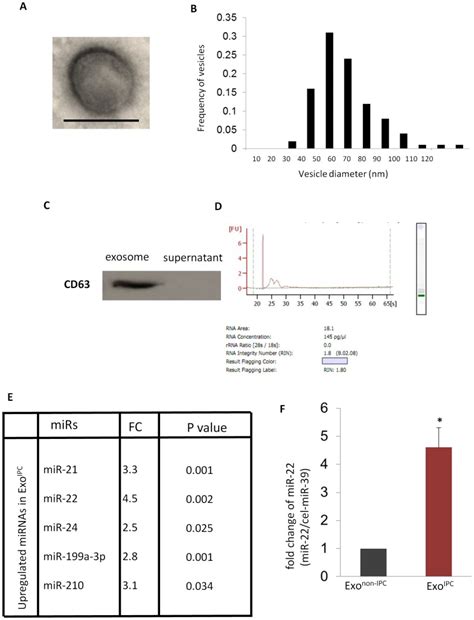 A Electron Microscopy Was Used To Image The Structure Of An Exosome Download Scientific