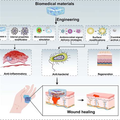Schematic Diagram Of Biomedical Materials Acting On Different Stages Of Download Scientific