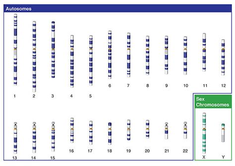 Autosomal Dna Isogg Wiki