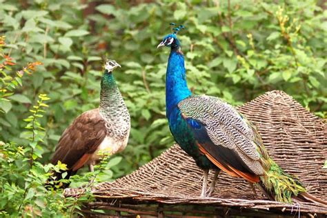 Where Do Peacocks Live Natural Habitats And Countries