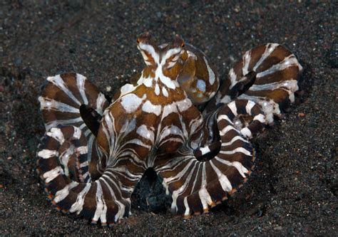 An Octopuss Stripes Can Act As A Unique Id Ars Technica