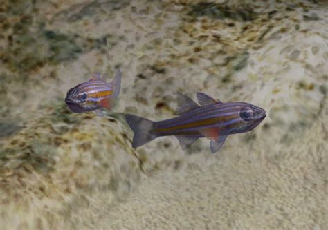 Southern Orange Lined Cardinalfish Endless Ocean Wiki Fandom