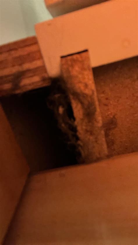 I Have A Mouse Problem Via This Small Gap Under My Cabinet Whats The