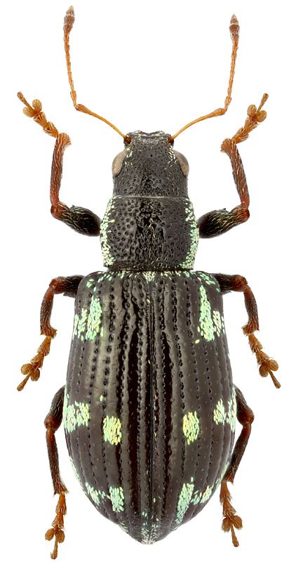 Долгоносик Polydrusus S Str Picus F 1792 Curculionidae фото