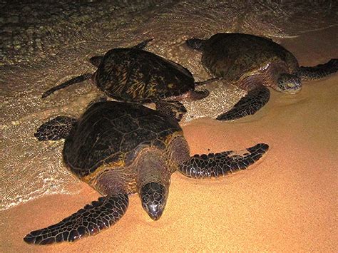Green Sea Turtle Taxonomy