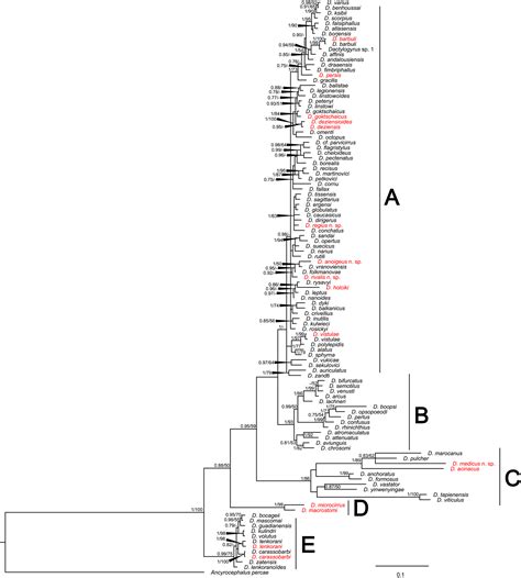 Uncovering The Monogenean Species Diversity Of Cyprinoid Fish In Iraq
